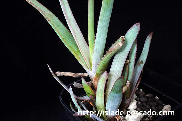 isla del pescado-多肉植物-ユリ科-Aloe lineata