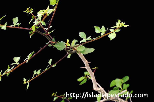 isla del pescado-多肉植物-塊根植物-Commiphora simplicifolia