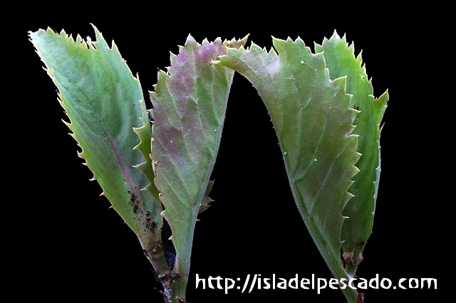 isla del pescado-多肉植物-塊根植物-Cyphostemmma juttae isla del pescado-多肉植物-塊根植物-Cyphostemmma juttae