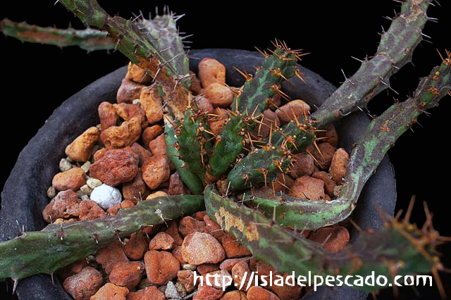 isla del pescado-多肉植物-ユーフォルビア-Euphorbia micracantha