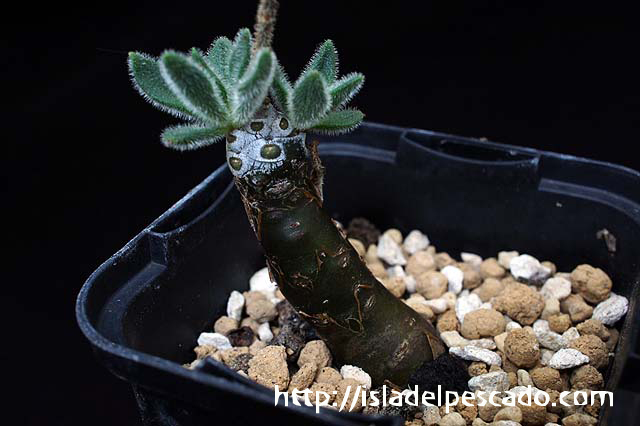 isla del pescado-多肉植物-塊根植物-Tylecodon leucothrix