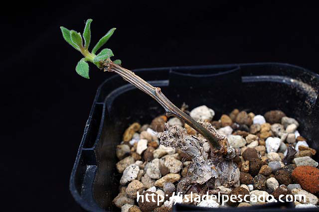 isla del pescado-多肉植物-塊根植物-Tylecodon mallei